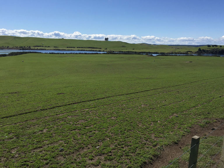 Intensive Winter Grazing – Paddock Selection - Perrin Ag Consultants